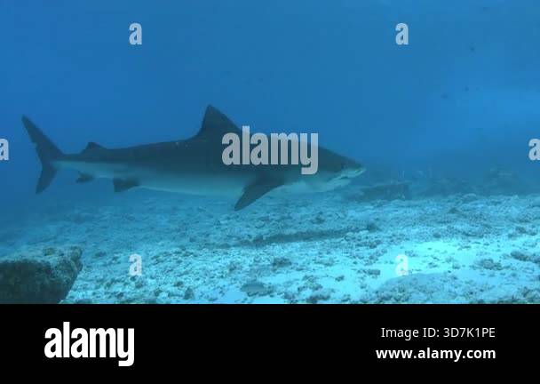 Tiger shark in shallow ocean water Stock Video Footage - Alamy