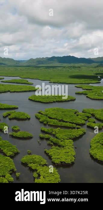 Mangrove forest waterways forming a calm river system surrounded by ...