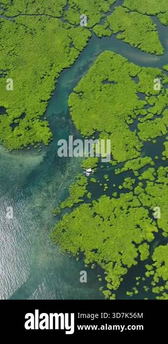 Mangrove delta with green foliage meeting shallow turquoise sea water ...