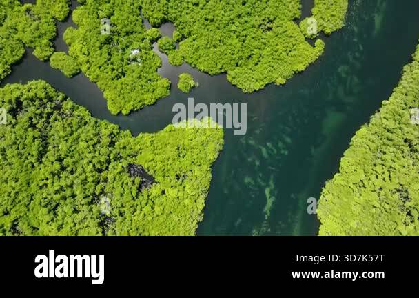 Aerial drone of mangrove forest with turquoise water channel cutting ...