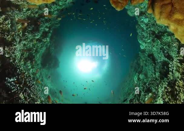 Beautiful undersea scene and diverse coral reef with fishes. Undersea ...