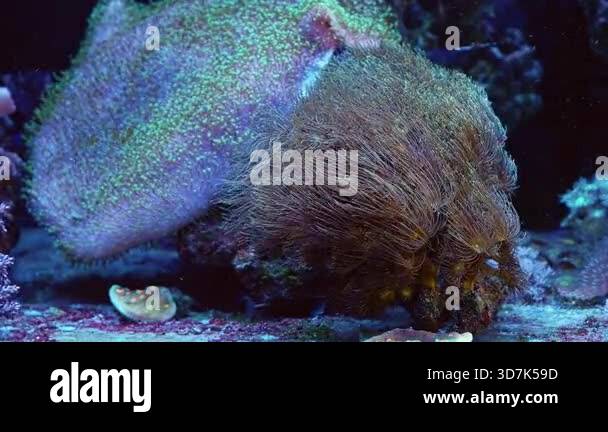 Parazoanthus gracilis colony on live rock stone, yellow crust sea ...