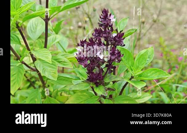 holy basil, a popular Thai herb, growing naturally and commonly used to ...