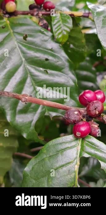 Ripening red coffee cherries on the branch of a coffee plant Stock ...