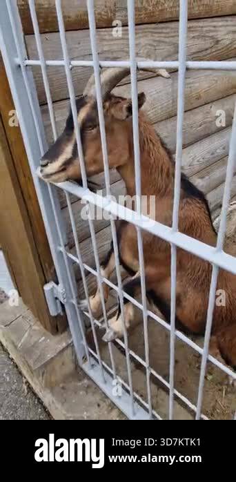 Vertical, A brown horned goat stands on its hind legs at a grey metal ...