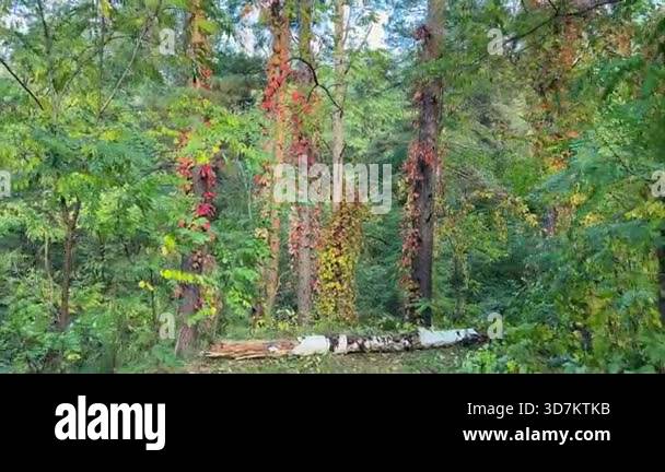 Tree trunks overgrown with climbing plants in the forest thickets Stock ...