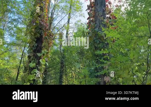 Tree trunks overgrown with climbing plants in the forest thickets Stock ...