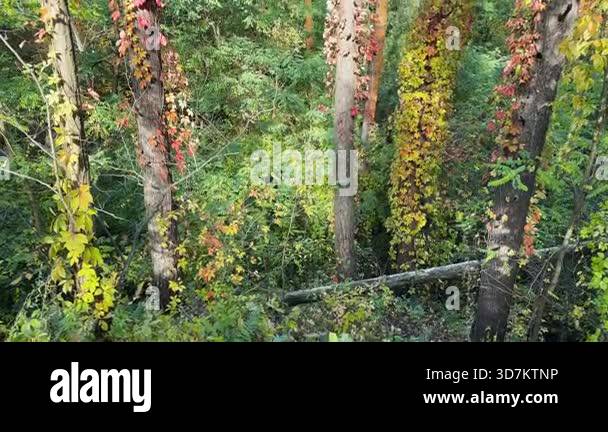 Tree trunks overgrown with climbing plants in the forest thickets Stock ...