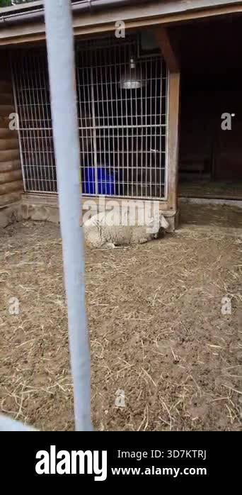 Mutton bars Stock Videos & Footage - HD and 4K Video Clips - Alamy