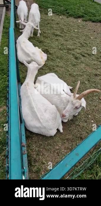 High-angle view of herd of white domestic goats resting on lush green ...