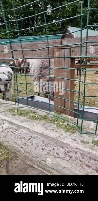 Eye-level shot of sheep eating from a metal trough behind a green wire ...