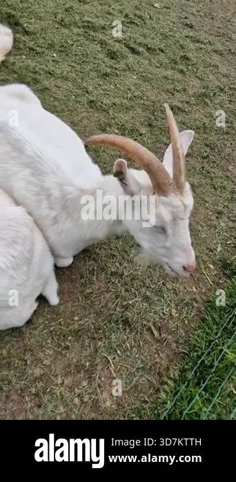 High-angle vertical shot of calm white domestic goat with horns lying ...