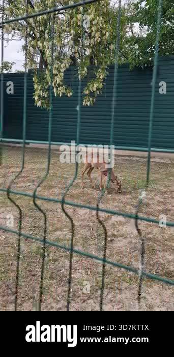 Vertical view through green wire fence of young roe deer grazing in ...