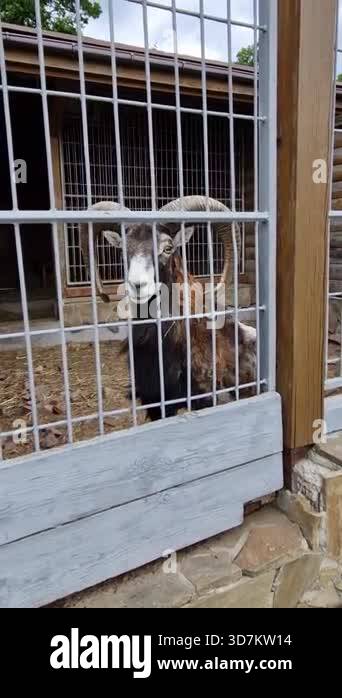 Vertical view of mouflon ram with large curved horns chewing behind ...