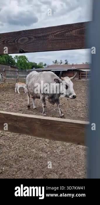 Vertical, Shot through a wooden fence of a large Ukrainian Grey cow ...
