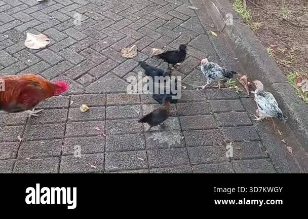 chicken and chickens on the street Stock Video Footage - Alamy