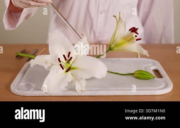 A scientist in a lab coat examines a lily flower using a glass rod ...