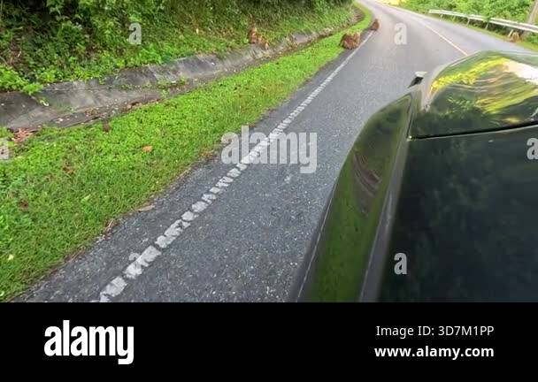 Car encounters monkeys on a winding road Stock Video Footage - Alamy