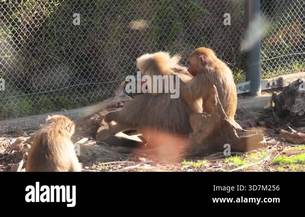Monkeys zoo enclosure habitat Stock Videos & Footage - HD and 4K Video ...