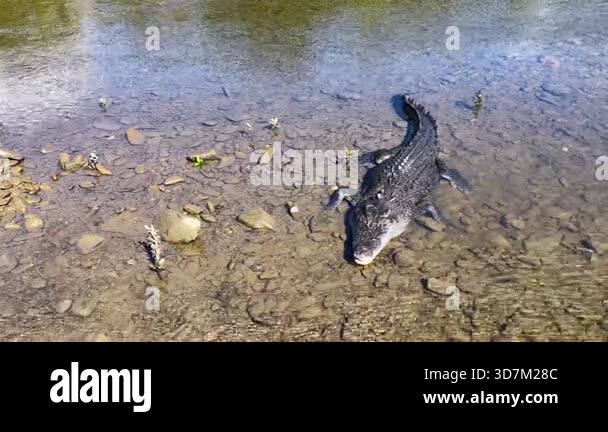 Drone footage captures a saltwater crocodile in shallow water ...