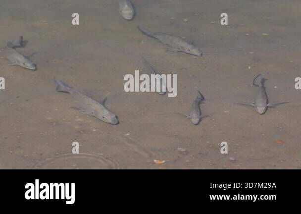 White mullet fish swimming in shallow water Stock Video Footage - Alamy