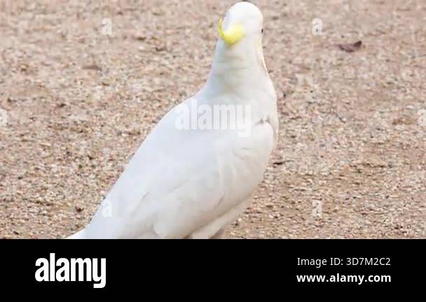 A cockatoo walking on a gravel path Stock Video Footage - Alamy