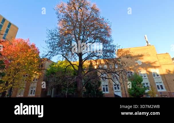 Trees and buildings in autumn sunlight Stock Video Footage - Alamy