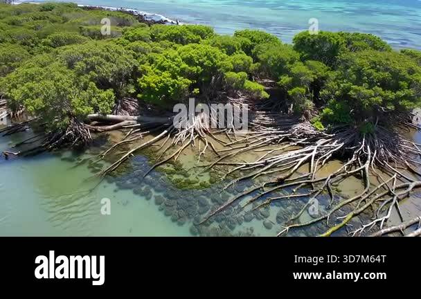 Aerial View of Mangrove Trees with Exposed Roots in Shallow Tropical ...