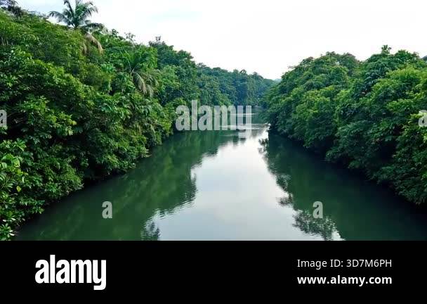 Lush green jungle lining a calm river under a bright sky forest trees ...