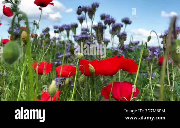 Close-up of red poppies in a field. The red poppy is a symbol of memory ...