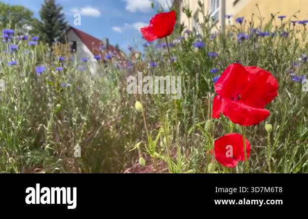 Close-up of red poppies in a field. The red poppy is a symbol of memory ...