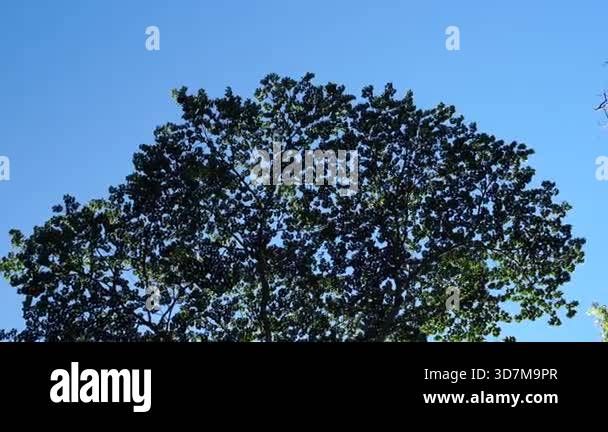 Observation of thick leaves on towering trees in windy blue skies ...