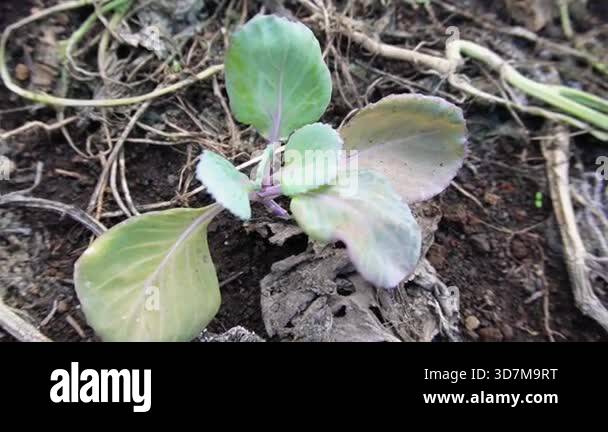 Growing cabbage seedling in the vegetable garden or greenhouse. Young ...