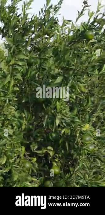 Mandarin trees with green mandarins in the garden in Sicily, Italy ...