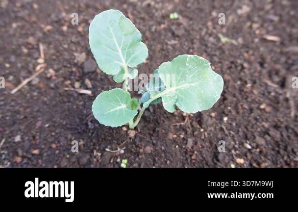 Young broccoli plant. Growing broccoli seedling in the vegetable garden ...