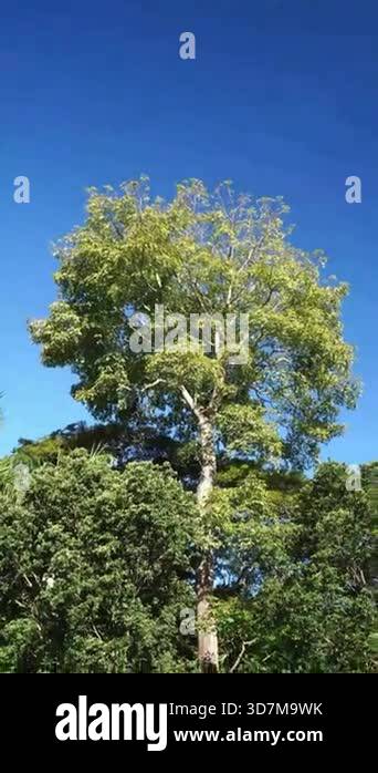 Lower canopy Stock Videos & Footage - HD and 4K Video Clips - Alamy