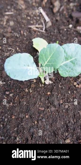 Young broccoli plant. Growing broccoli seedling in the vegetable garden ...