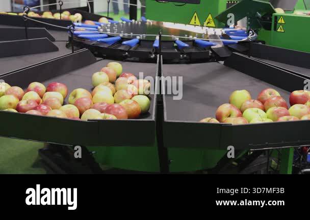 Apples Fruits Electronic Weight Grading and Sorting Machine Automatic ...