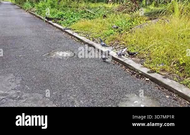 Few of wild pigeon on the side walk of the asphalt street and flying ...
