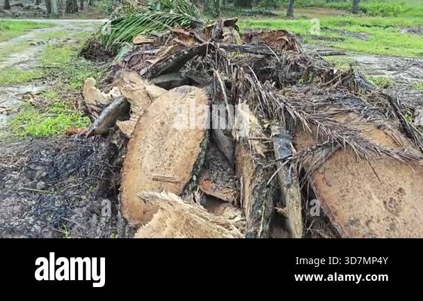 slices or cut pieces of palm oil tree trunk left on the field Stock ...