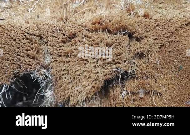 Soft rot tree Stock Videos & Footage - HD and 4K Video Clips - Alamy