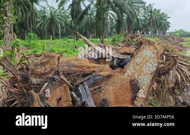 slices or cut pieces of palm oil tree trunk left on the field Stock ...