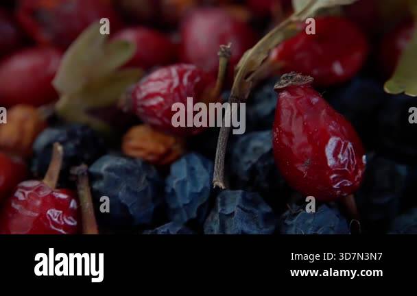 natureinspired berry display, scattered botanical elements showcasing ...