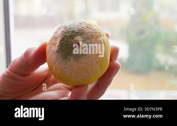 fuzzy green mold on citrus peel scrutinized, person checks for spoilage ...