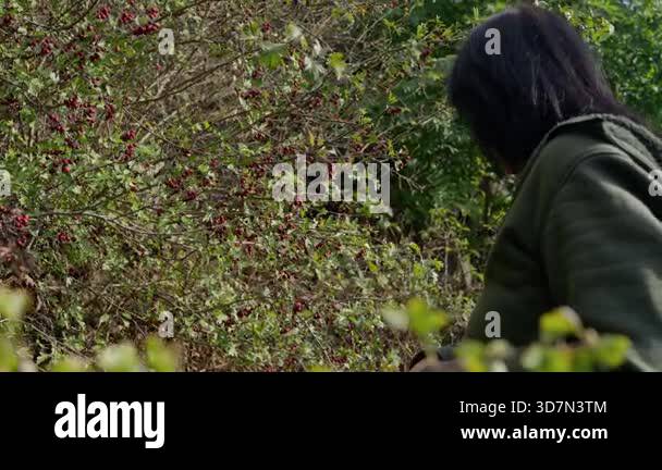 woman picking wild berries from bush during cool autumn day wearing ...