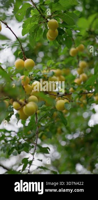 close-up golden mirabelle tree heavy with yellow fruit, sunlight ...