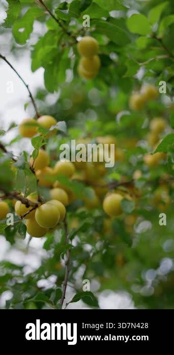 close-up golden mirabelle tree heavy with yellow fruit, sunlight ...