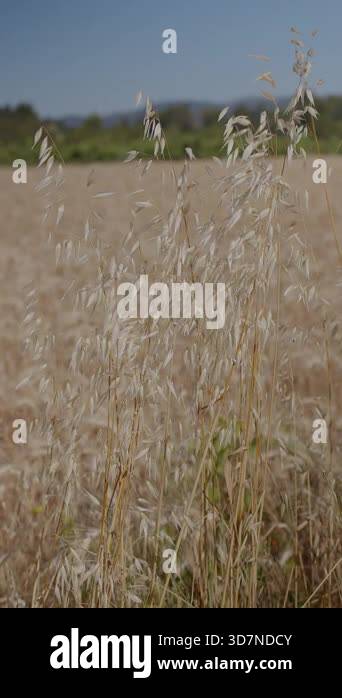 Golden oat plant spikes on agricultural organic fields. Close up of oat ...