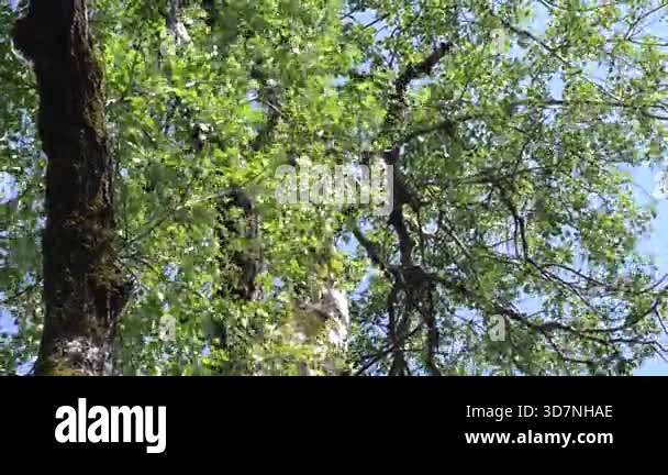 Green leaves of trees in a forest during summer season Stock Video ...