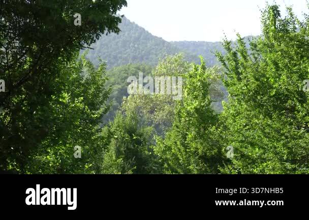 Green leaves of trees in a forest during summer season Stock Video ...